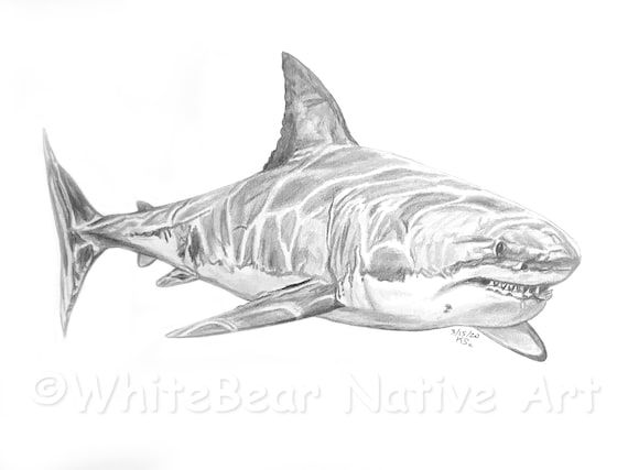 Great White Shark Pencil Drawing