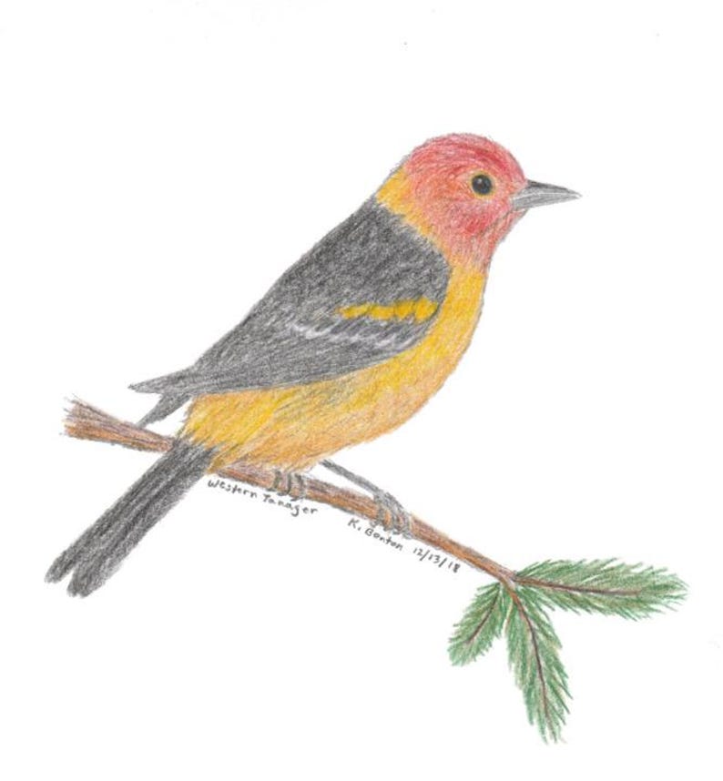 Western Tanager Colored Pencil Bird Art Drawing (digital Download) - Etsy