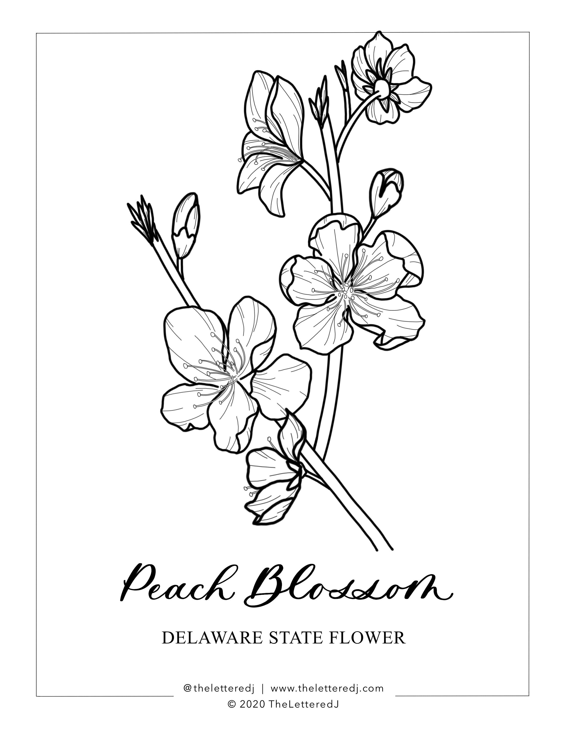 State Flowers Coloring Book Vol 1 - Etsy