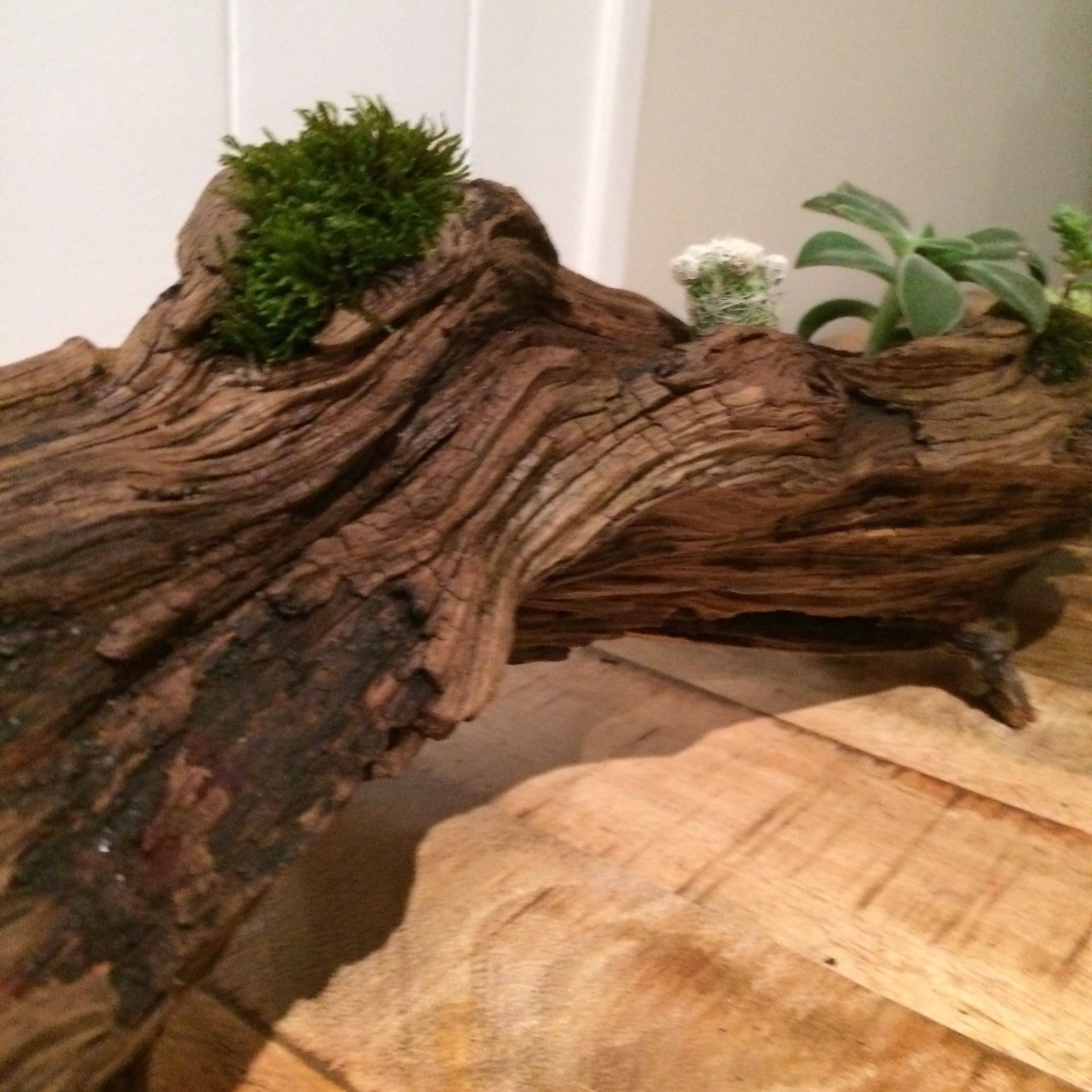 Australian Tree Root Centrepiece - Etsy Australia