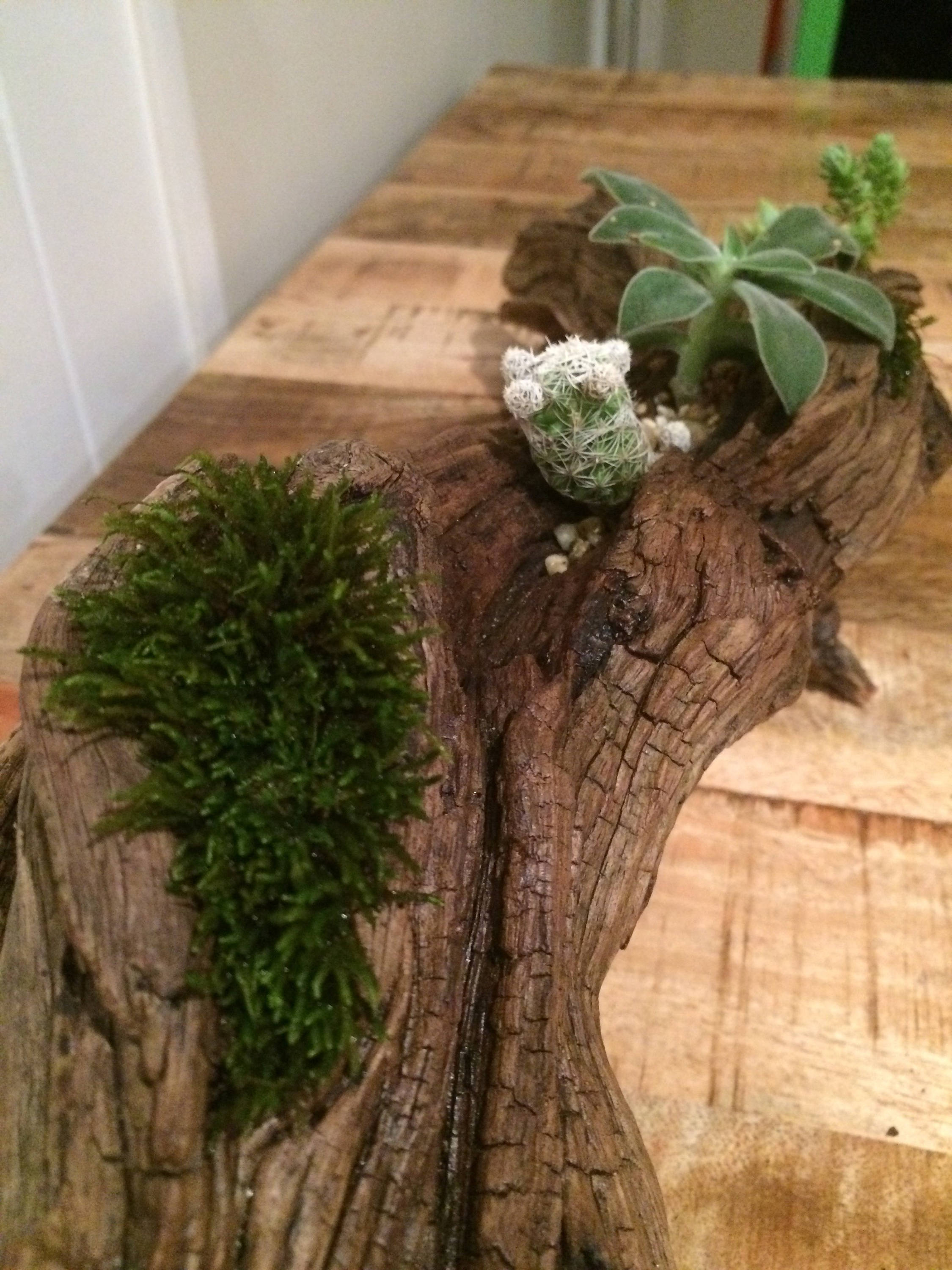 Australian Tree Root Centrepiece - Etsy Australia