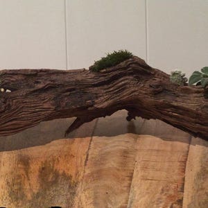 Australian Tree Root Centrepiece - Etsy Australia