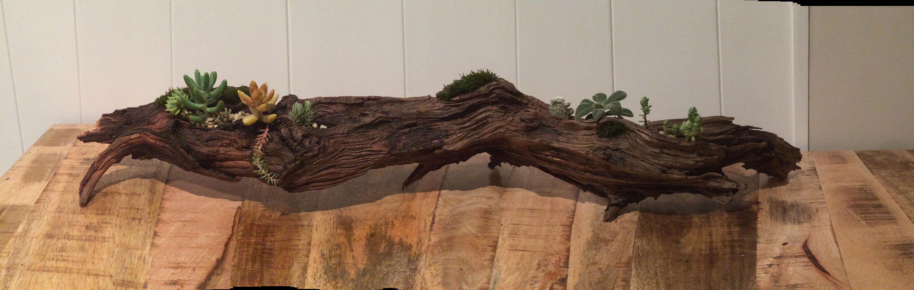 Australian Tree Root Centrepiece - Etsy Australia