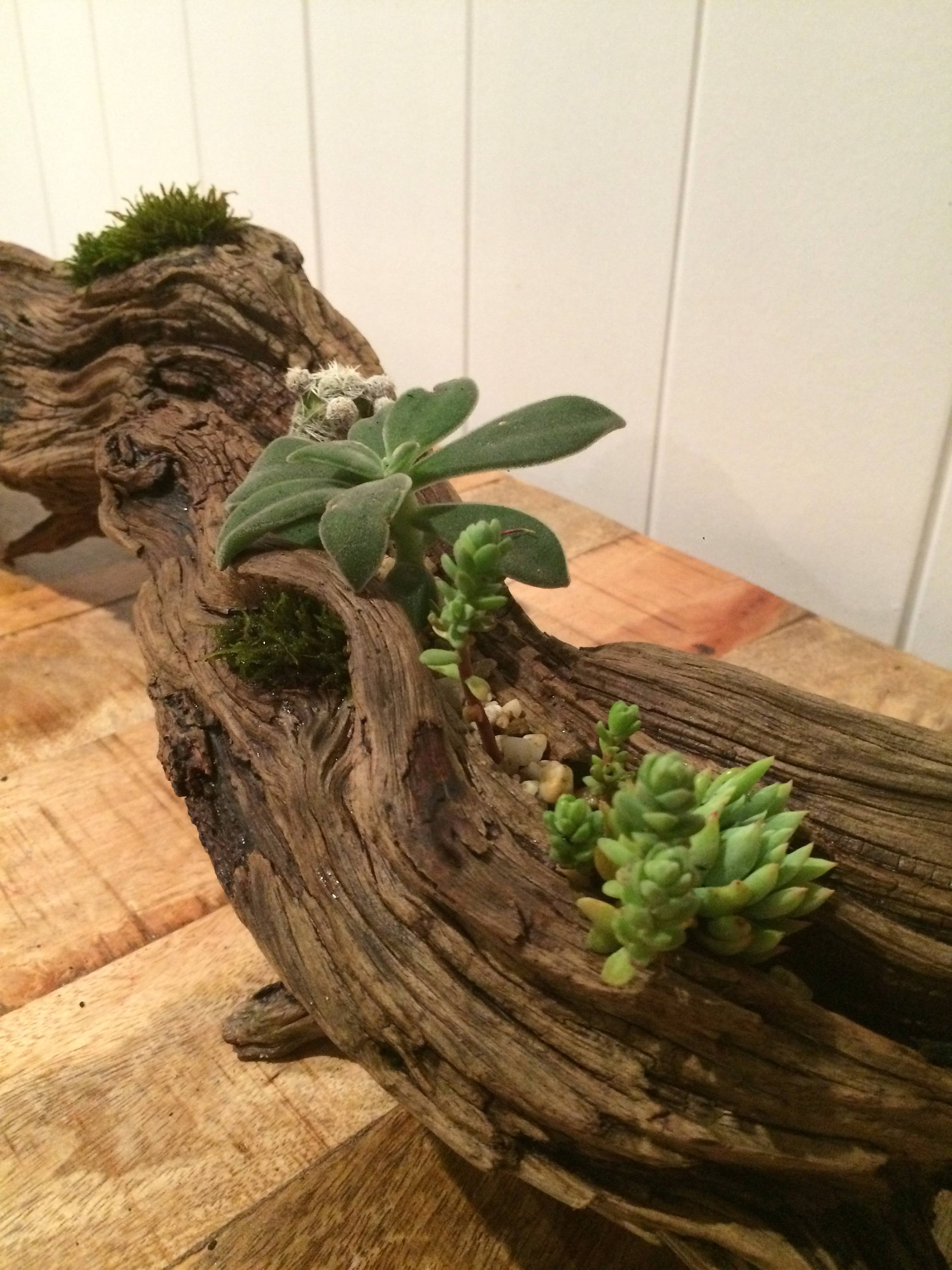 Australian Tree Root Centrepiece - Etsy Australia