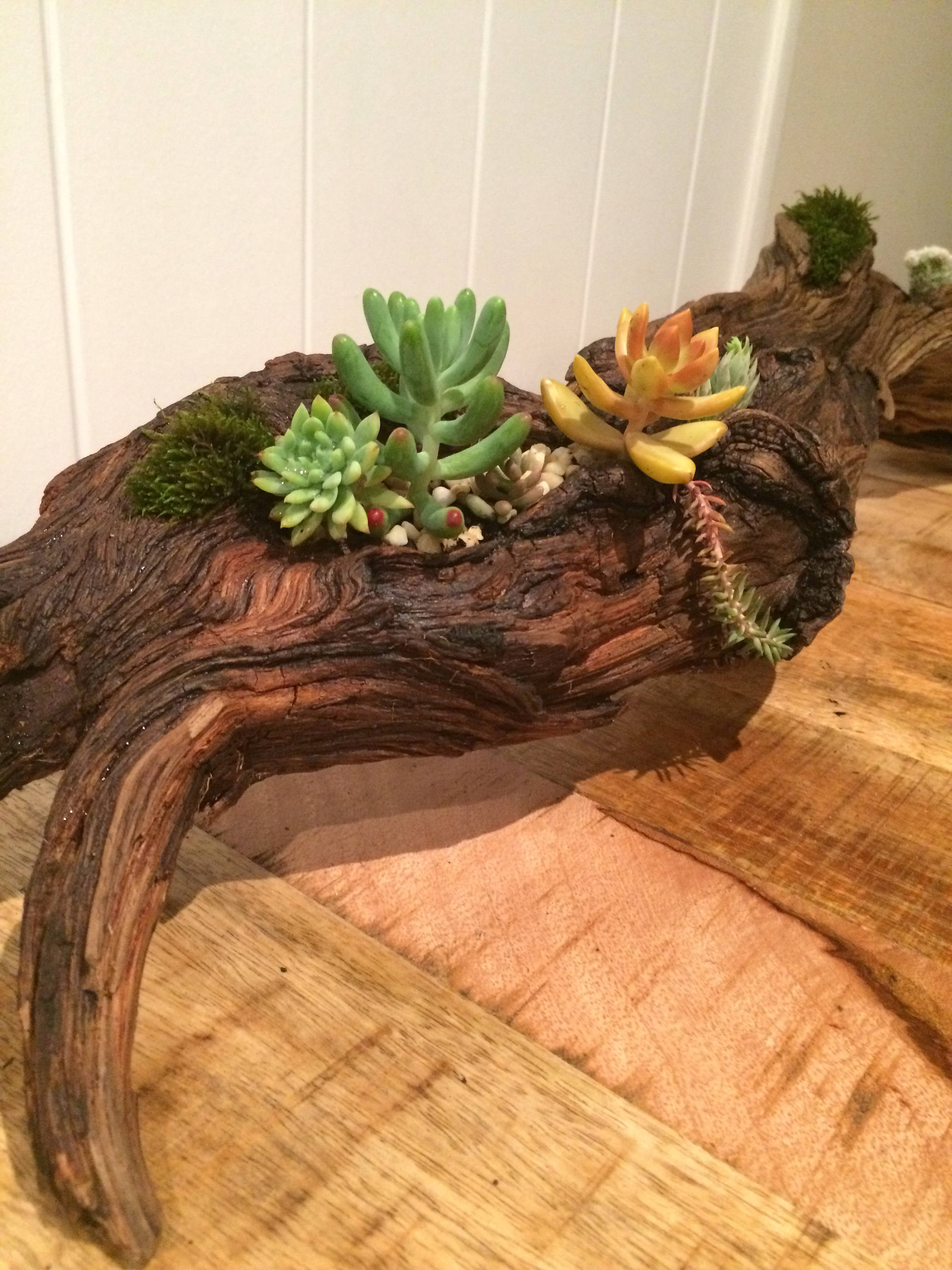 Australian Tree Root Centrepiece - Etsy Australia