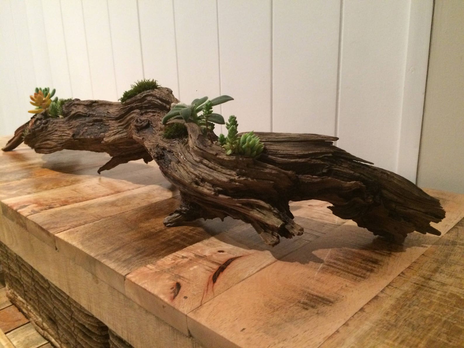 Australian Tree Root Centrepiece - Etsy Australia