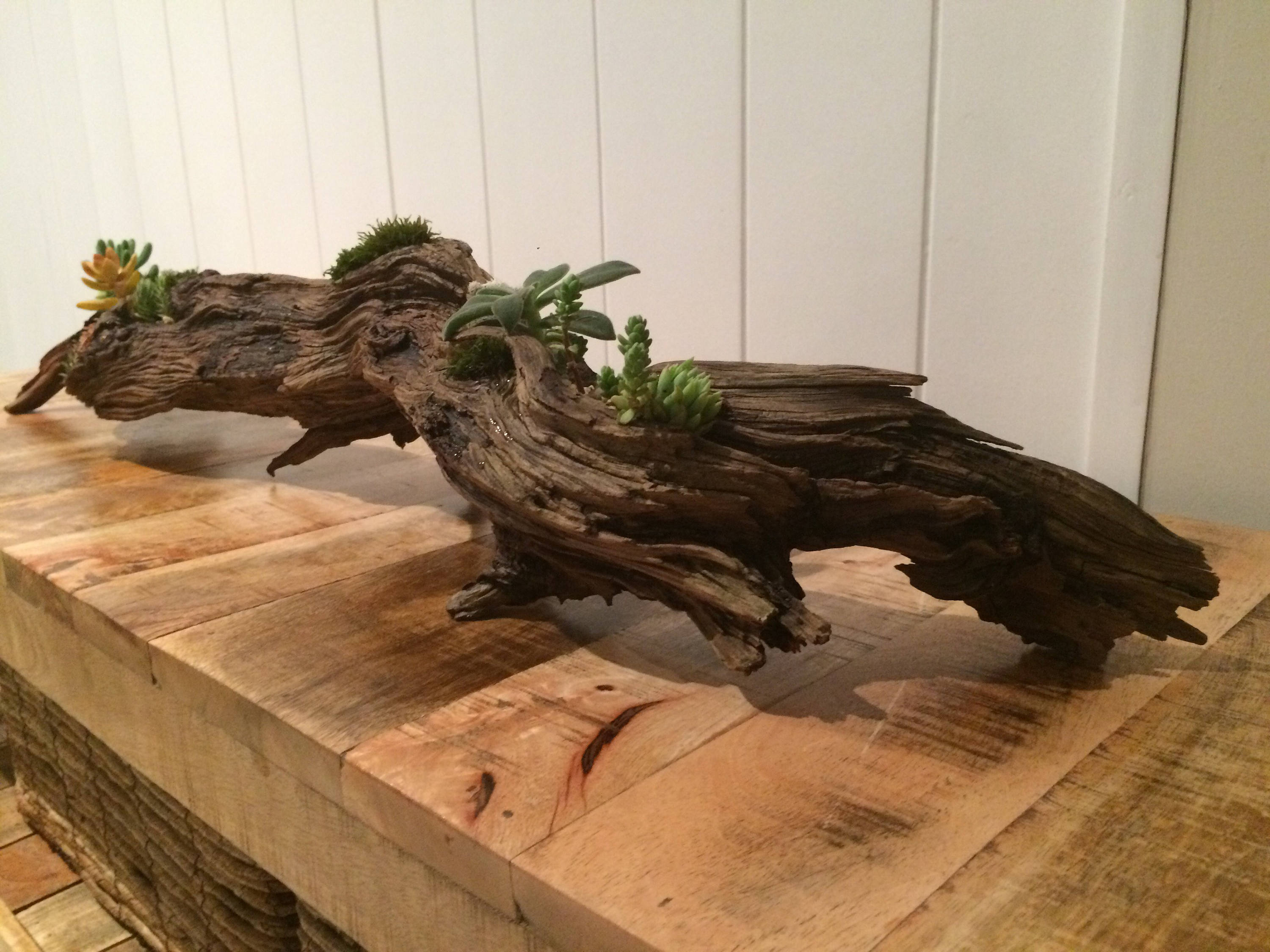 Australian Tree Root Centrepiece - Etsy Australia