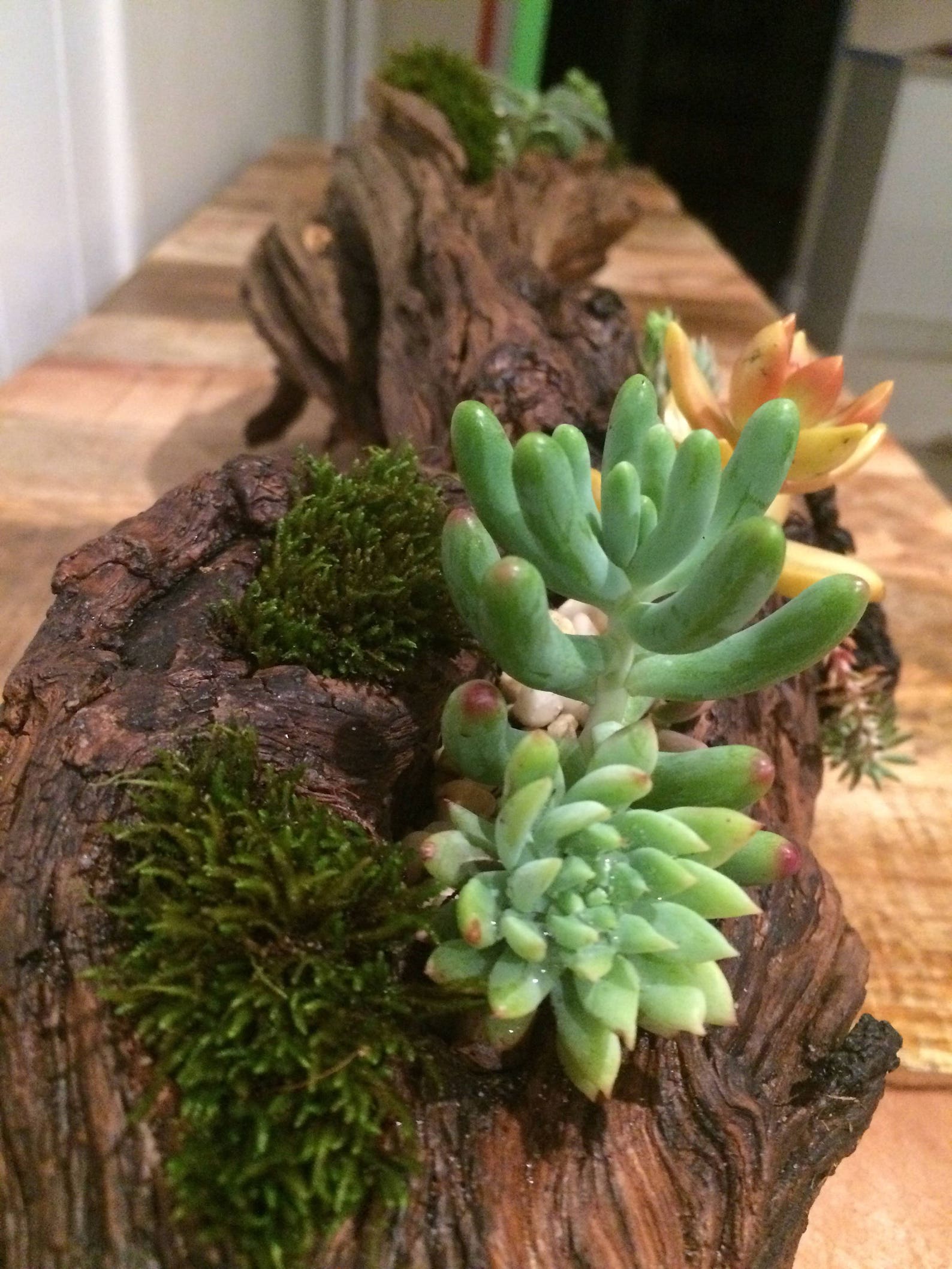 Australian Tree Root Centrepiece - Etsy Australia
