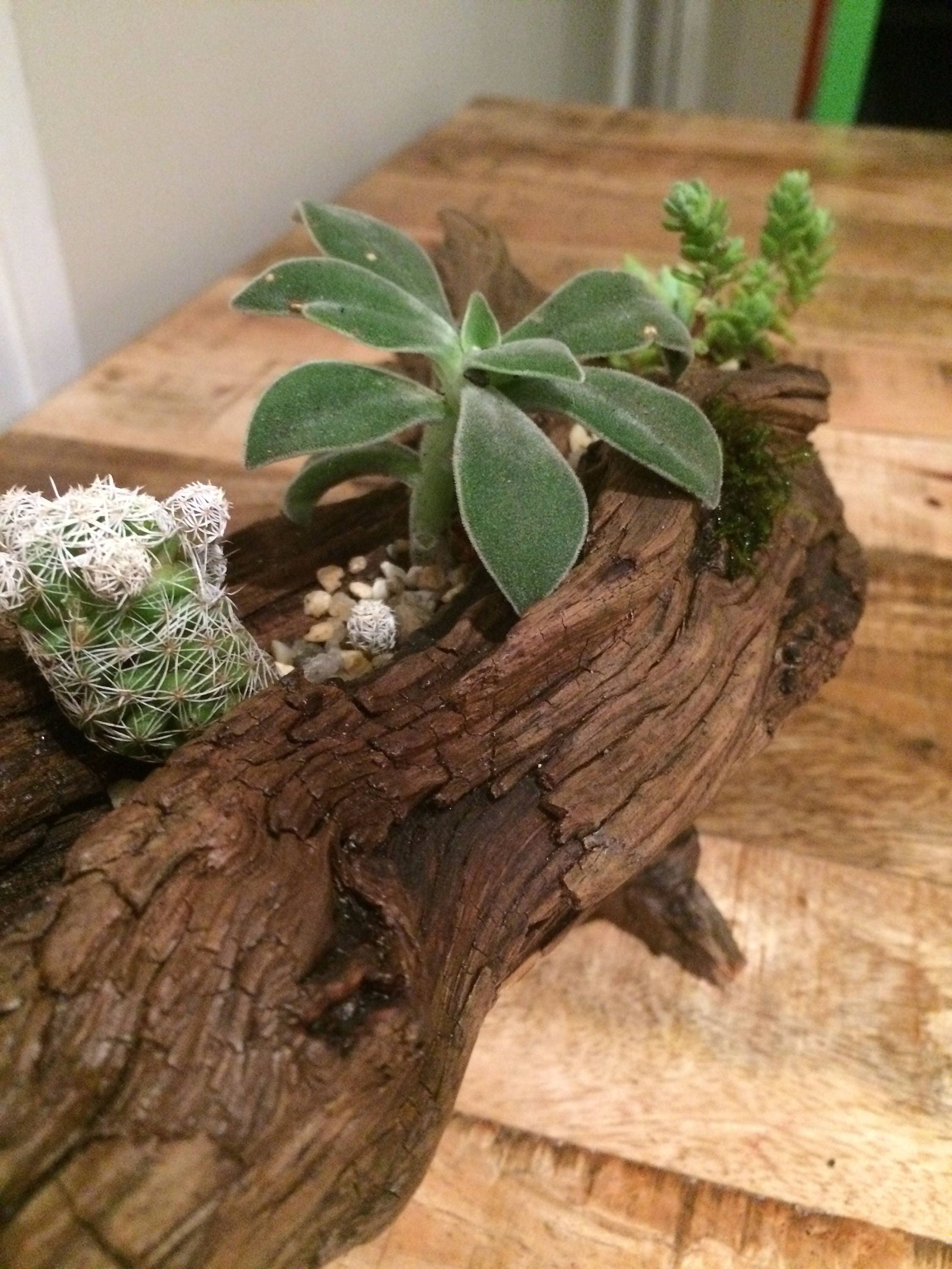 Australian Tree Root Centrepiece - Etsy Australia