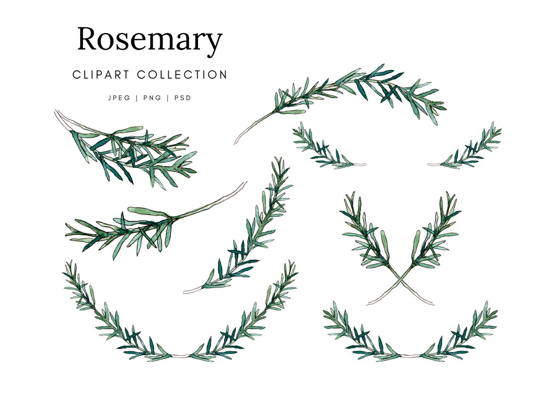 Rosemary Wreath Watercolor Clipart - Hand-drawn Frames and Springs in ...
