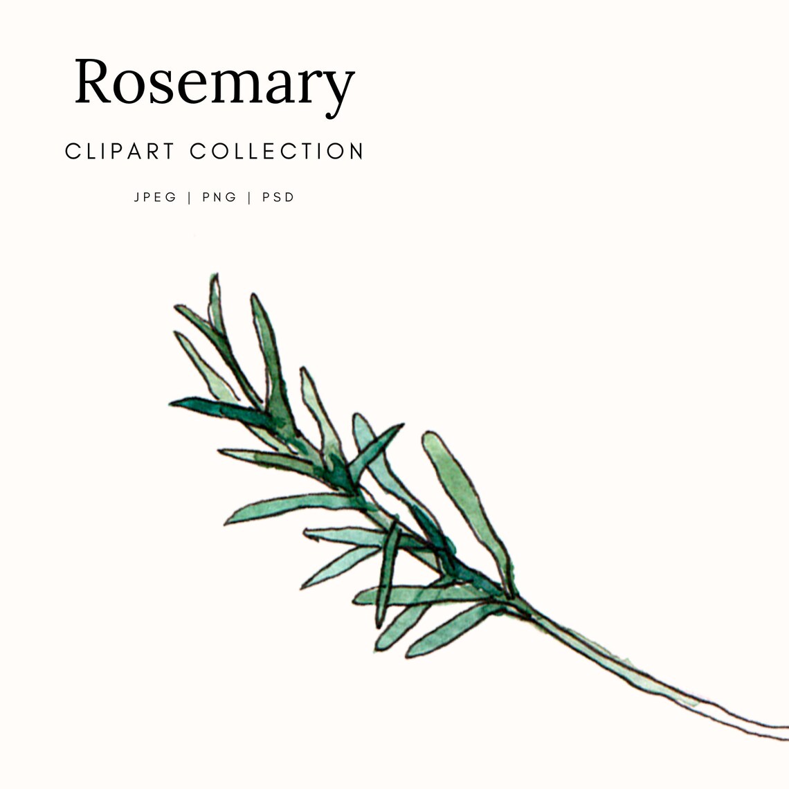 Rosemary Wreath Watercolor Clipart Hand-drawn Frames and - Etsy