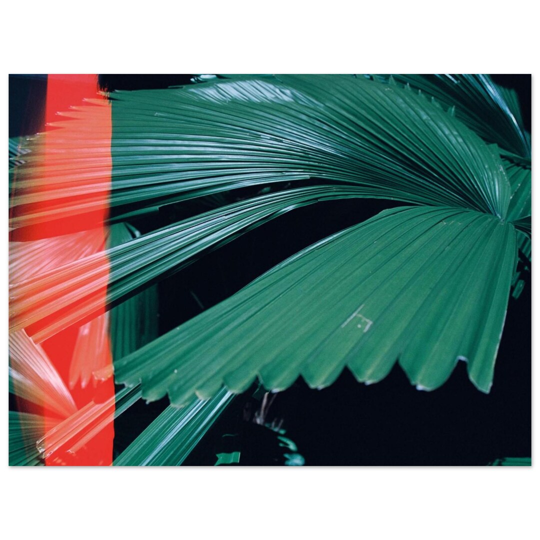Palm in Light Leak, Fan Palm Light Leak Aesthetic, Original 35mm Film ...