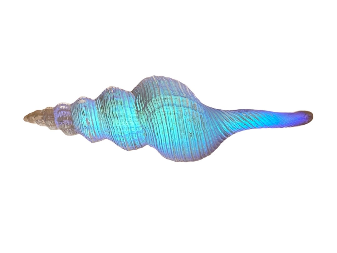 Custom Aura Glass Seashell, Dichroic Glass Seashell Decor,collectible ...