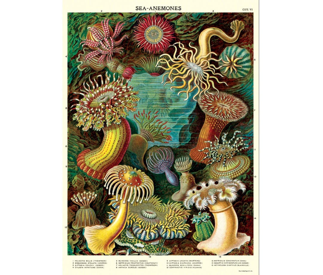 Sea Anemone Cavallini Poster – Sea Life - Vintage Wall Print - Choose ...