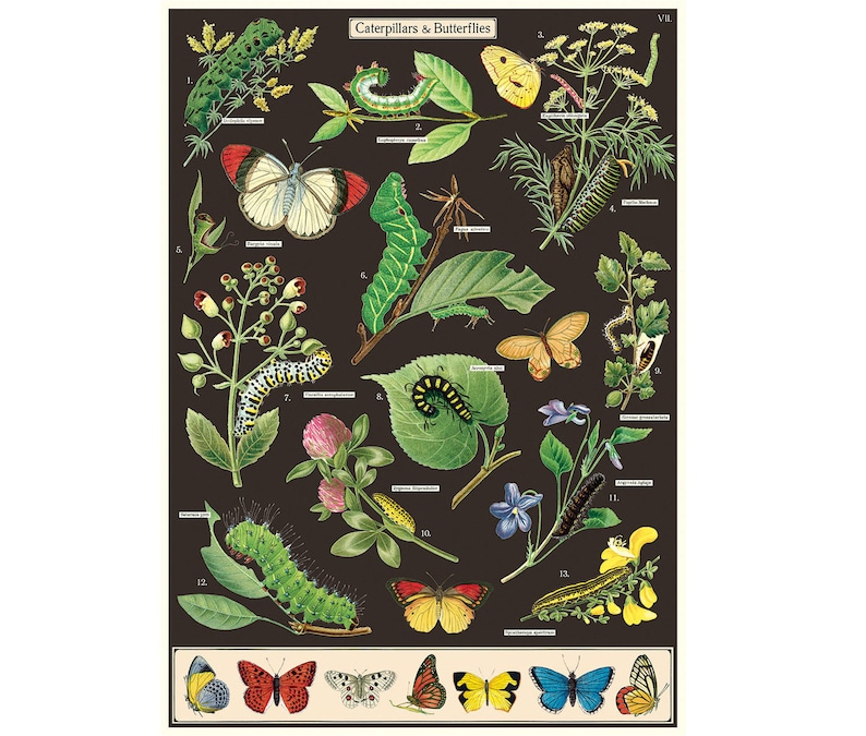 Cavallini Poster Plantes Tropicales Vintage Wall Print Choose Multiple ...