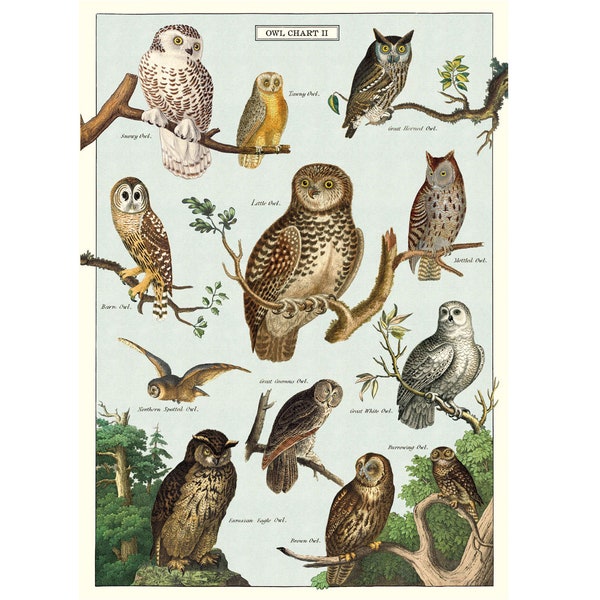 Owl Chart - Etsy