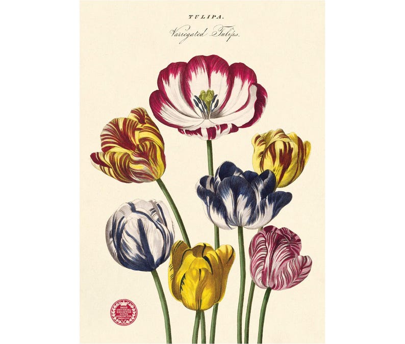 Flora Specimens Cavallini Quality Vintage Poster – 50x70cm - 20x28 Inch ...