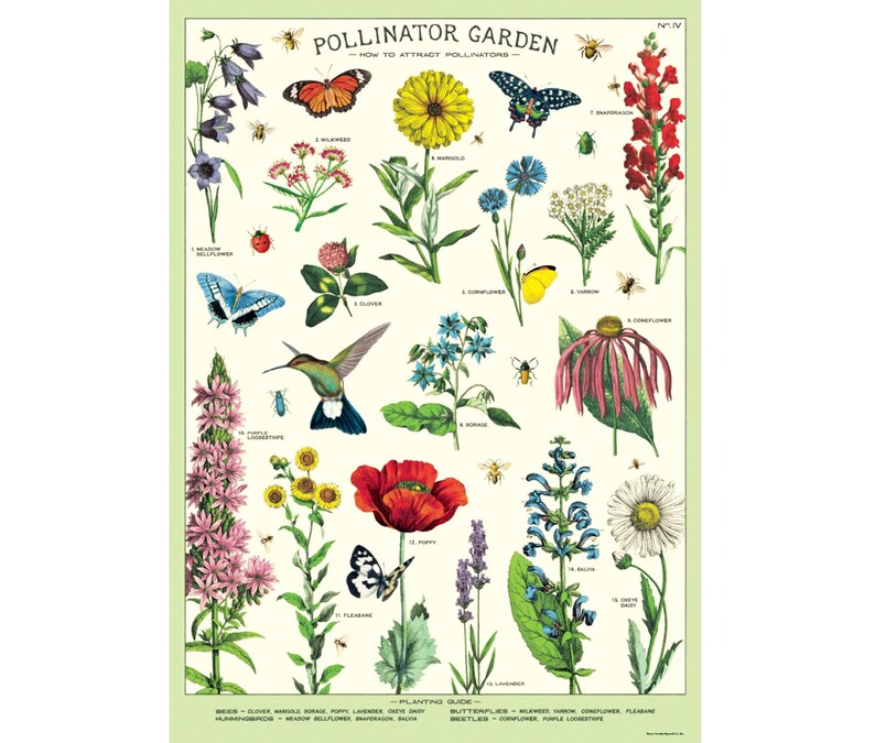 Flora Specimens Cavallini Quality Vintage Poster – 50x70cm - 20x28 Inch ...