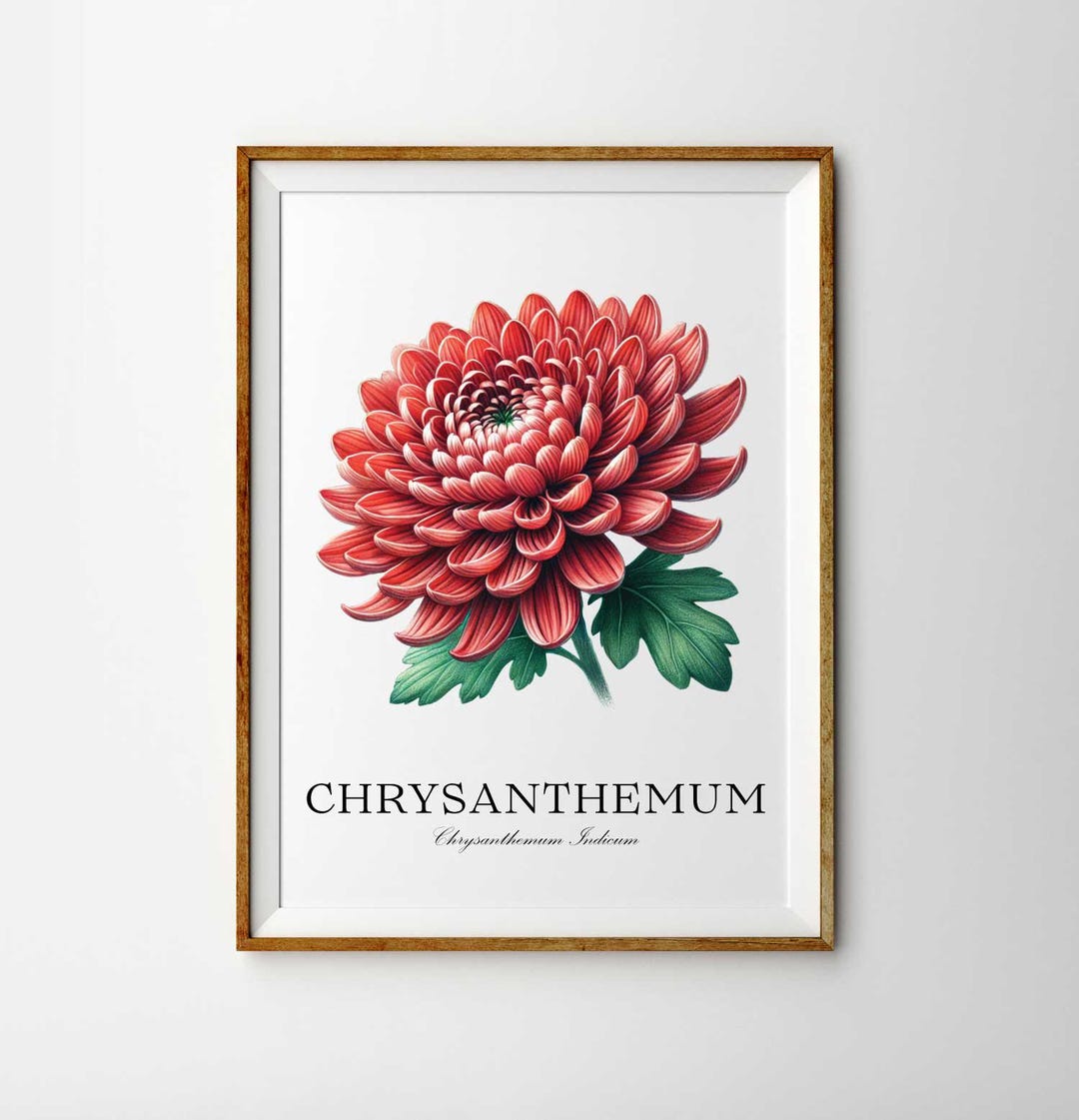 Chrysanthemum Flower Art Print | Hand Drawn Floral Print ...