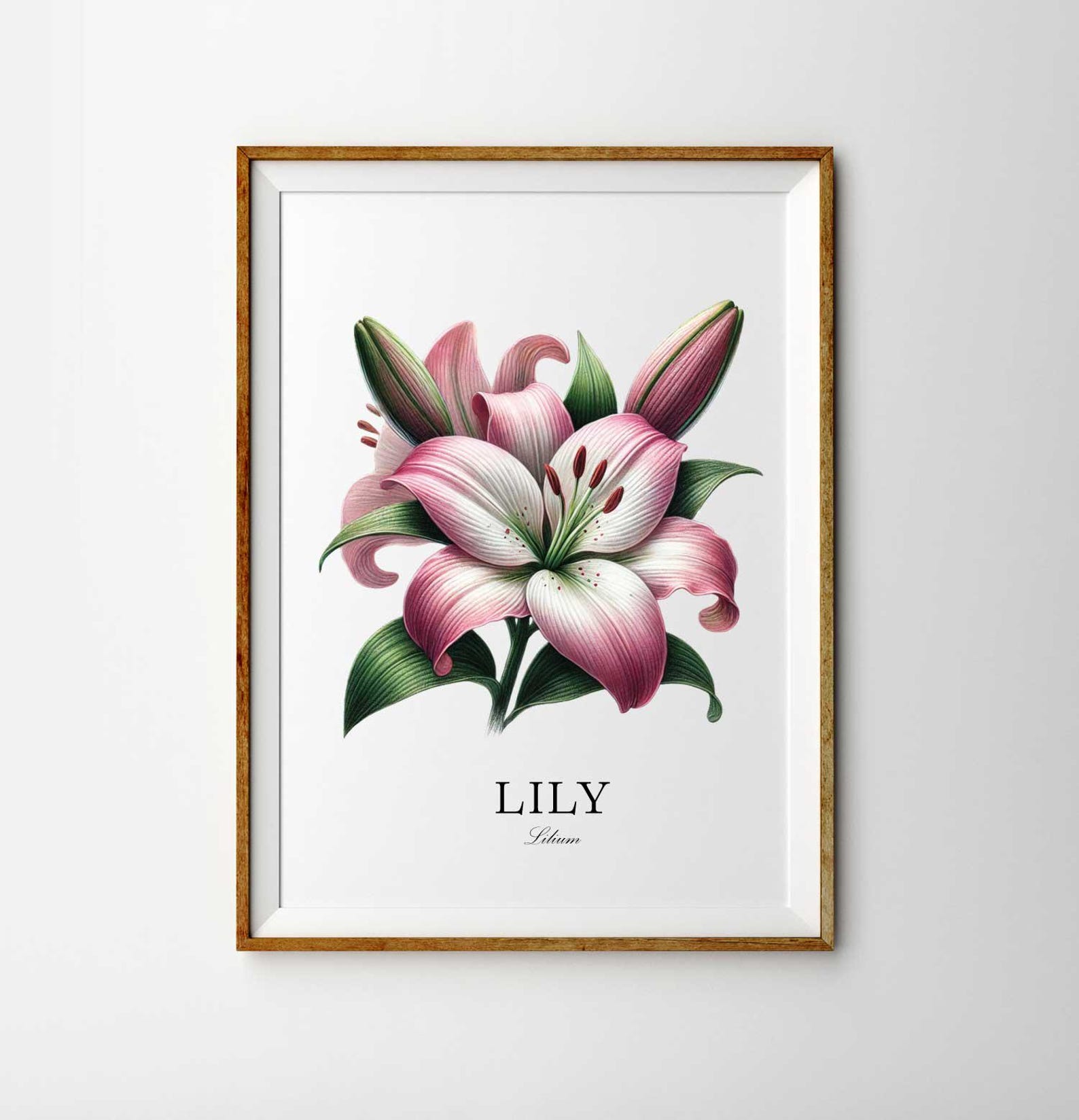 Lily Flower Art Print | Hand Drawn Floral Print | Lily Print | Lilium ...