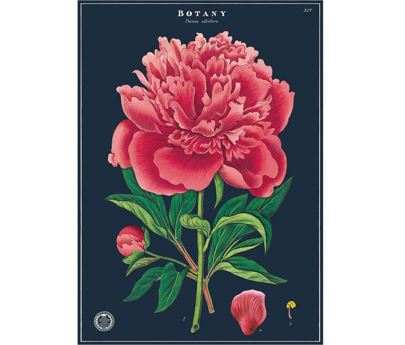 Flora Specimens Cavallini Quality Vintage Poster – 50x70cm - 20x28 Inch ...