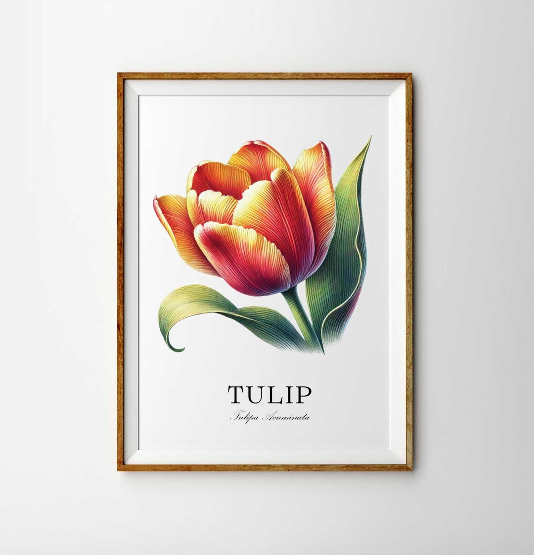 Tulip Flower Art Print | Hand Drawn Floral Print | Tulip Print | Tulipa ...