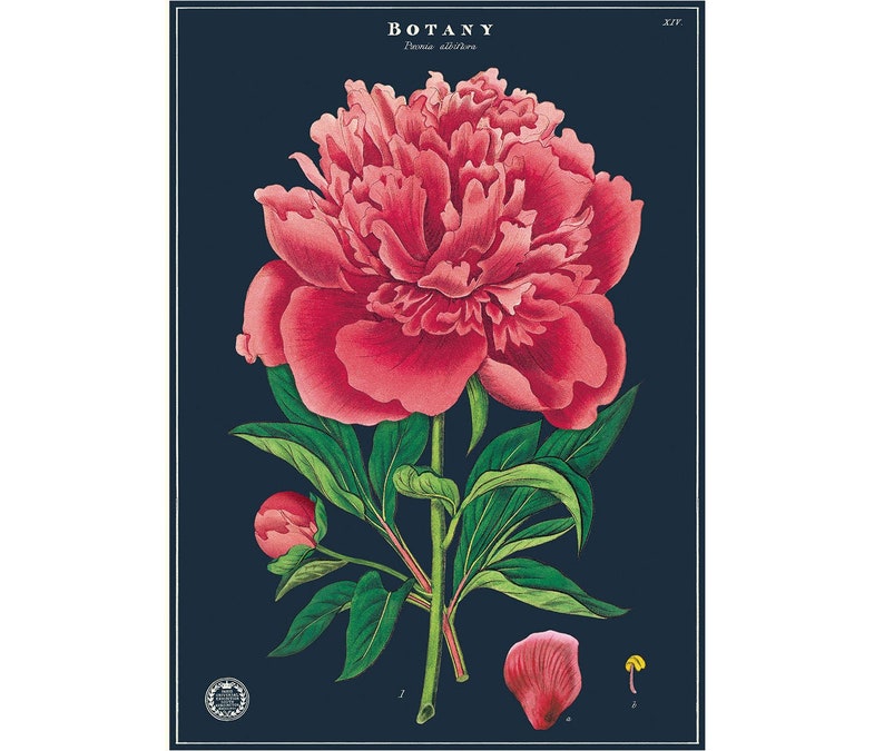 Cavallini Poster Constellations Vintage Wall Print Choose From Multiple ...