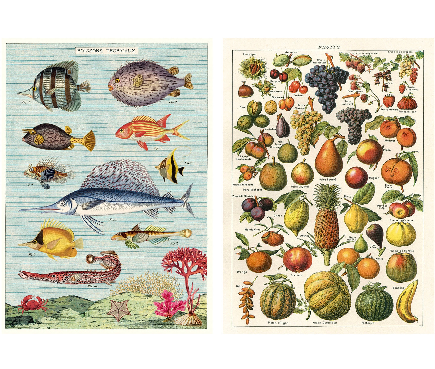 Cavallini Poster Jellyfish Vintage Wall Print Choose - Etsy