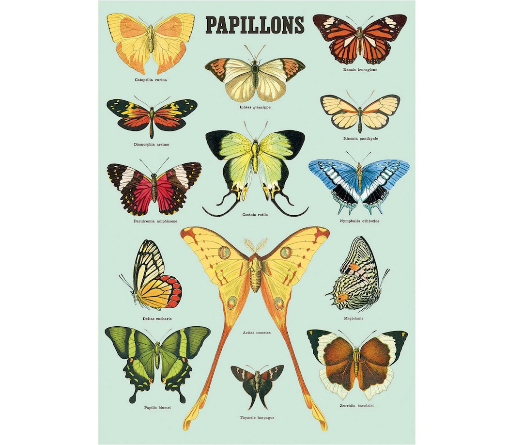 Butterfly Cavallini Archival Large Poster – Papillons - Vintage Wall ...