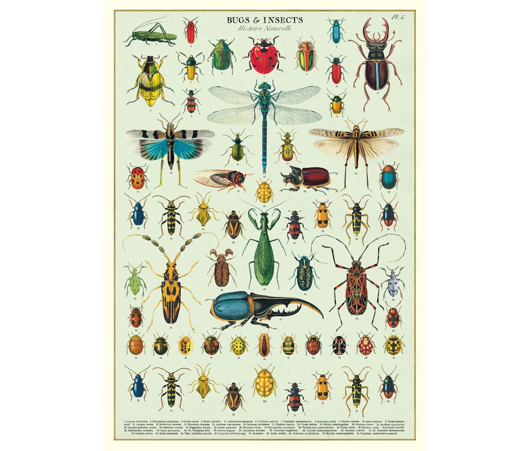 Bugs & Insects Cavallini Quality Poster - Vintage Wall Print - Choose ...