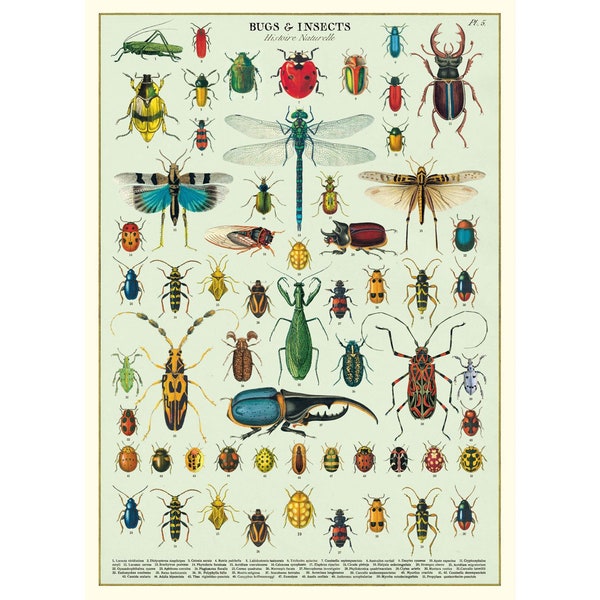Vintage Bug Print - Etsy