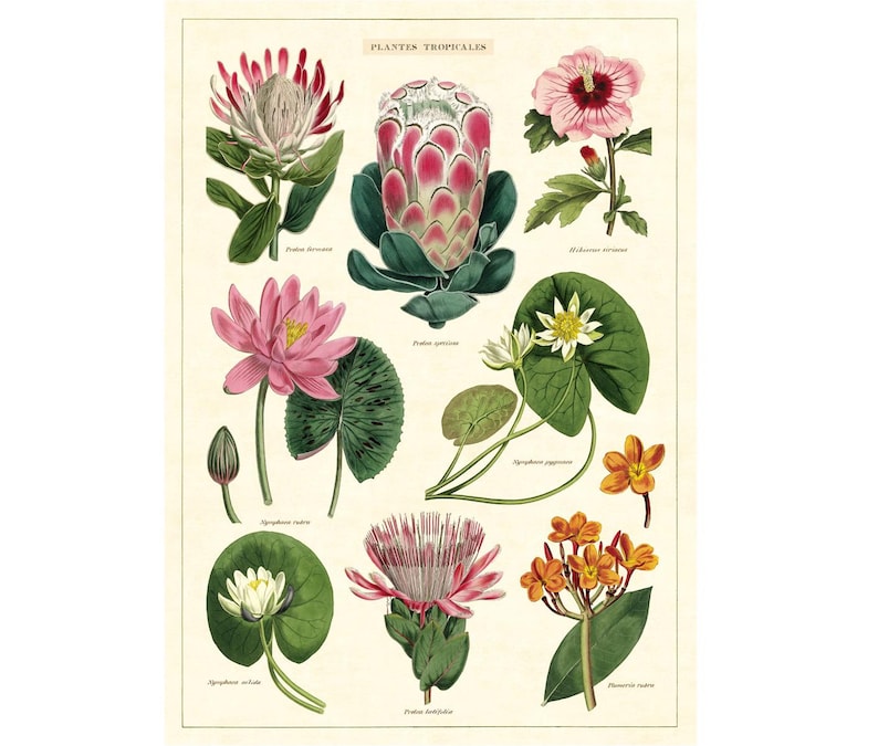 Flora Specimens Cavallini Quality Vintage Poster – 50x70cm - 20x28 Inch ...
