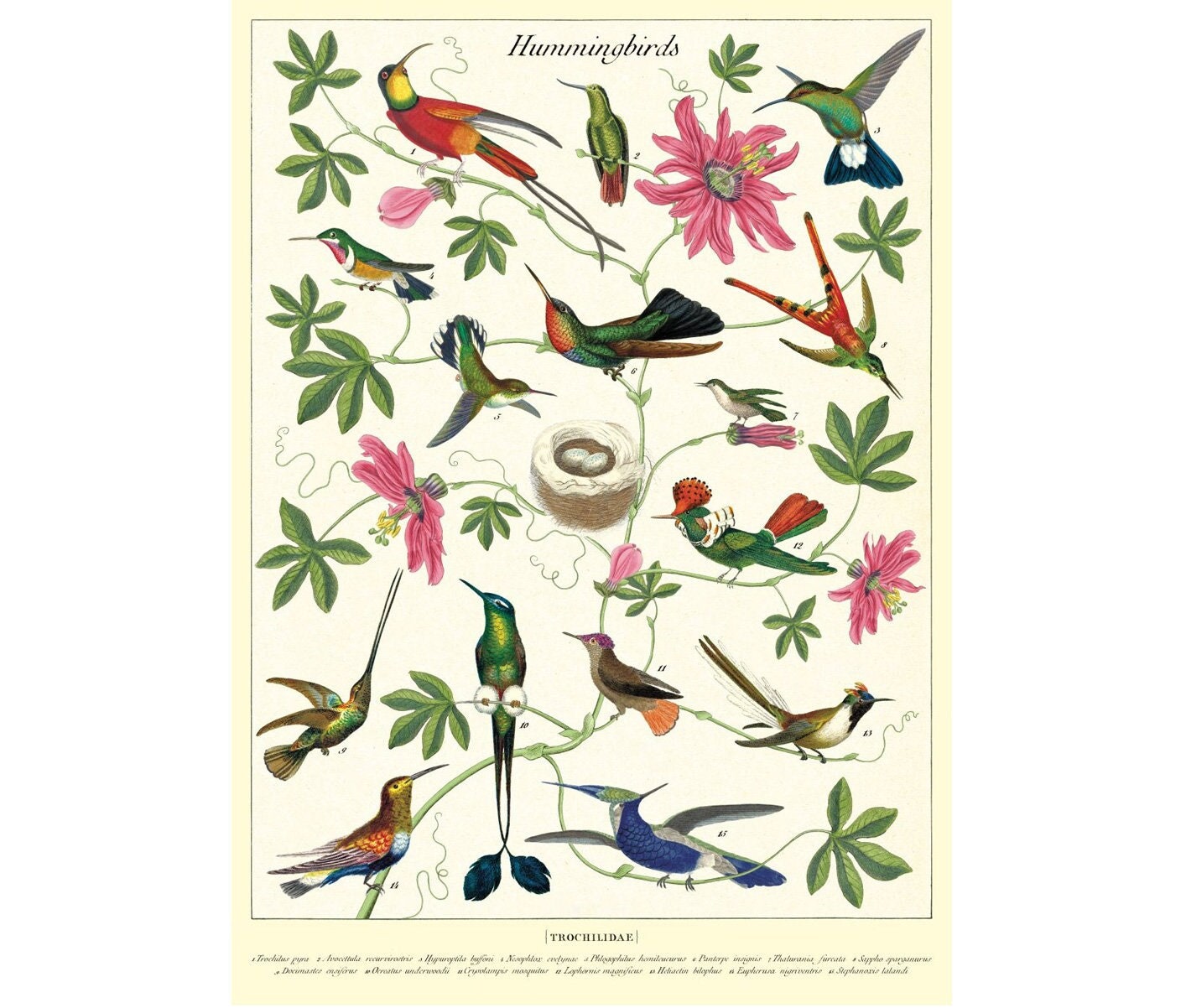 Tulips Cavallini High Quality Poster – Tulipa - Vintage Wall Print ...