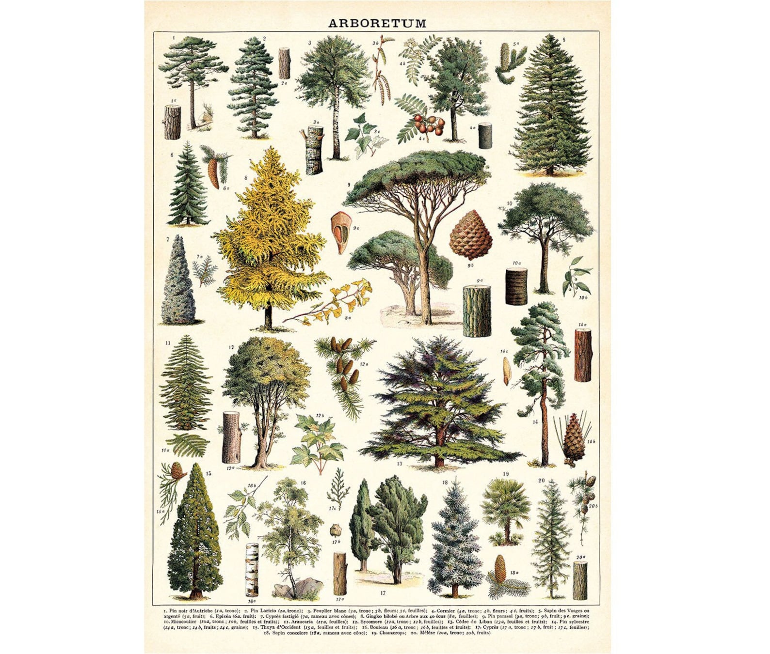 Arboretum Trees Cavallini Quality Vintage Poster – 50x70cm - 20x28 ...