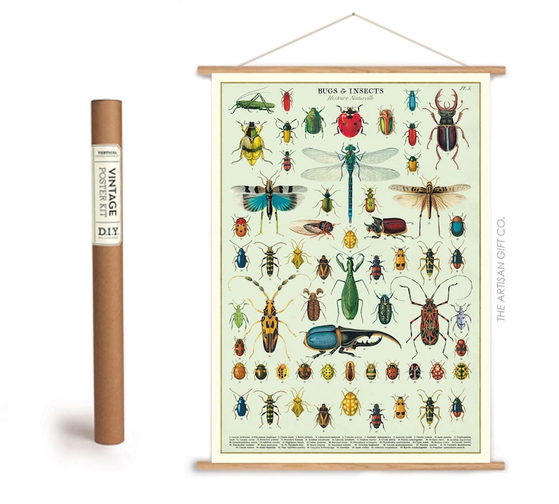 Bugs & Insects Cavallini Quality Poster - Vintage Wall Print - Choose ...