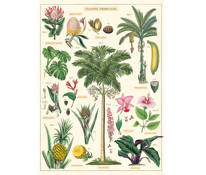 Cavallini Poster Plantes Tropicales Vintage Wall Print Choose Multiple ...