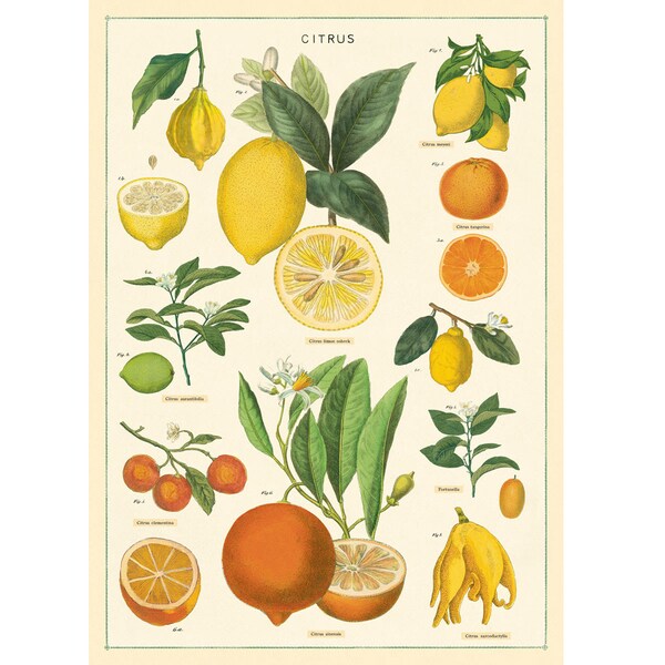 Citrus Print - Etsy