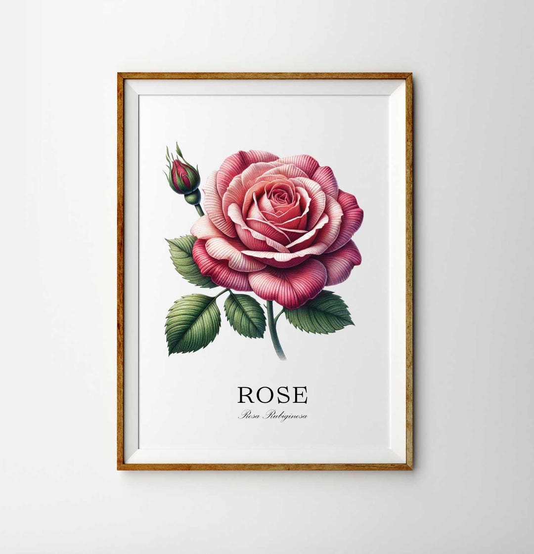 Rose Flower Art Print | Hand Drawn Floral Print | Rose Print | Rosa ...