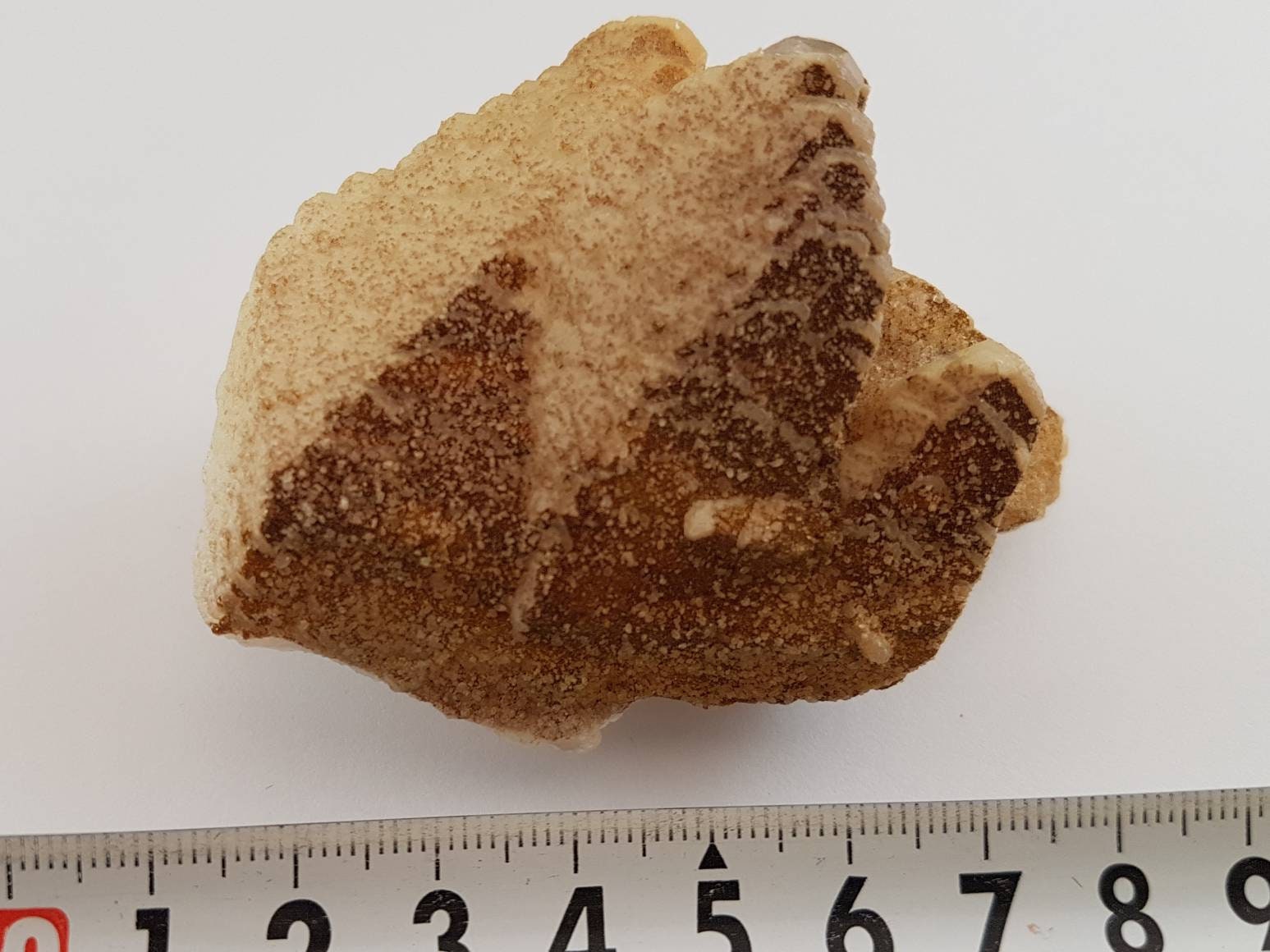 Rare Brown Calcite on Fluorescent Calcite From Bulgaria,crystal,mineral ...