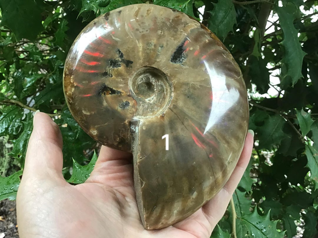 JUMBO RED AMMONITE Crystal Fossil, Fibonacci Spiral, Spiral of Life 5.5 ...