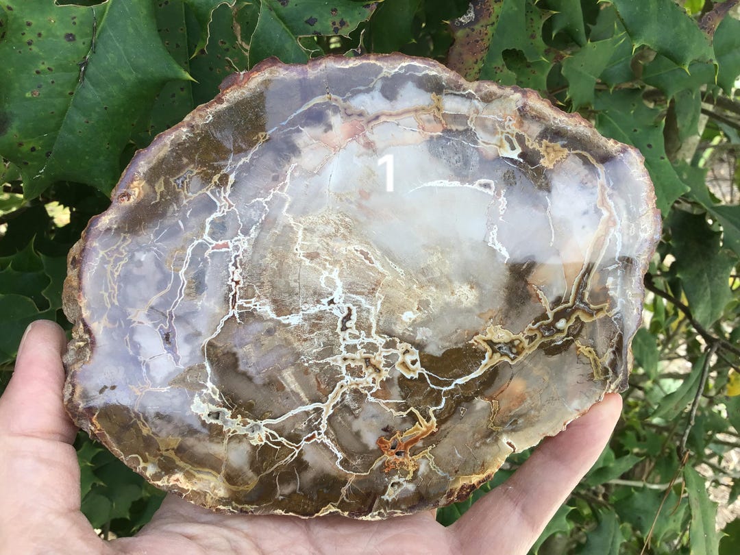 MADAGASCAR PETRIFIED WOOD Slab, Agatized Wood, Coaster 6”-6.25” - Etsy