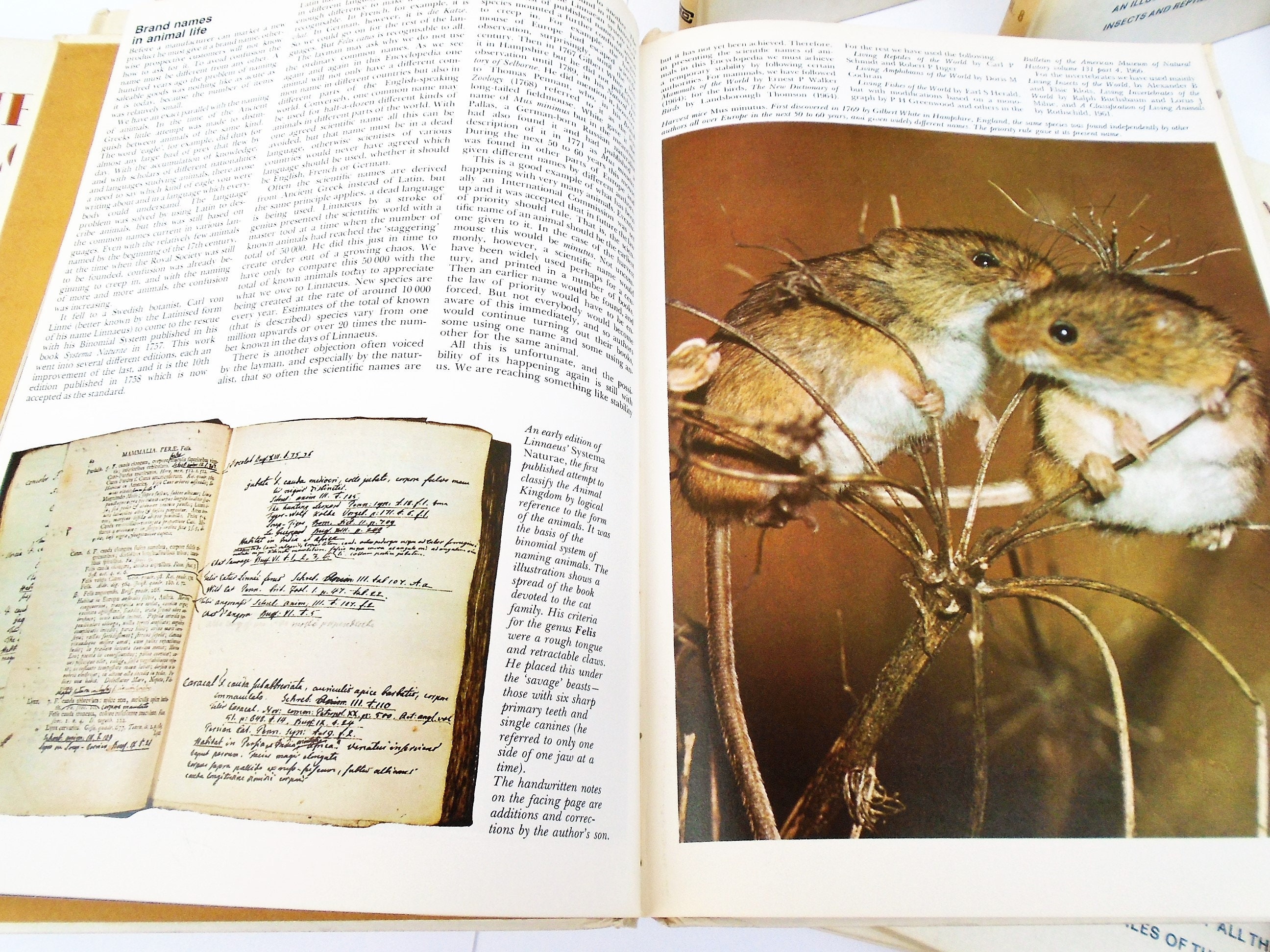 Vintage 70s Animal Encyclopedia the International Wildlife Encyclopedia ...
