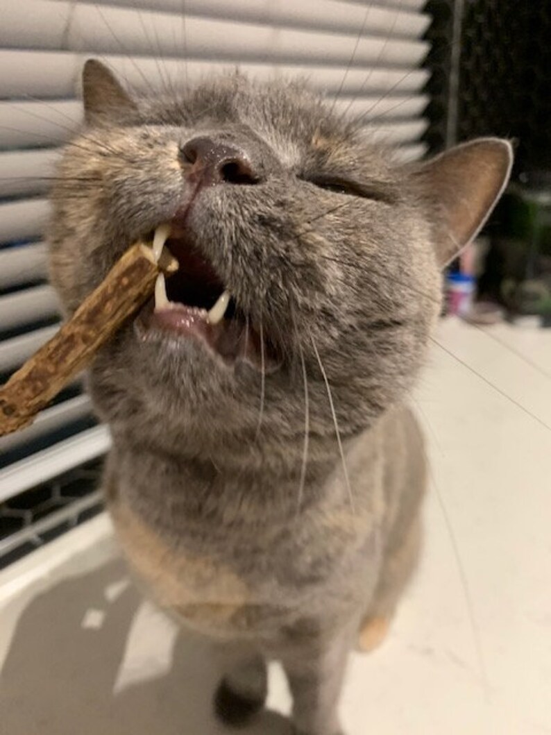 Matatabi Sticks Individual Stick - Etsy