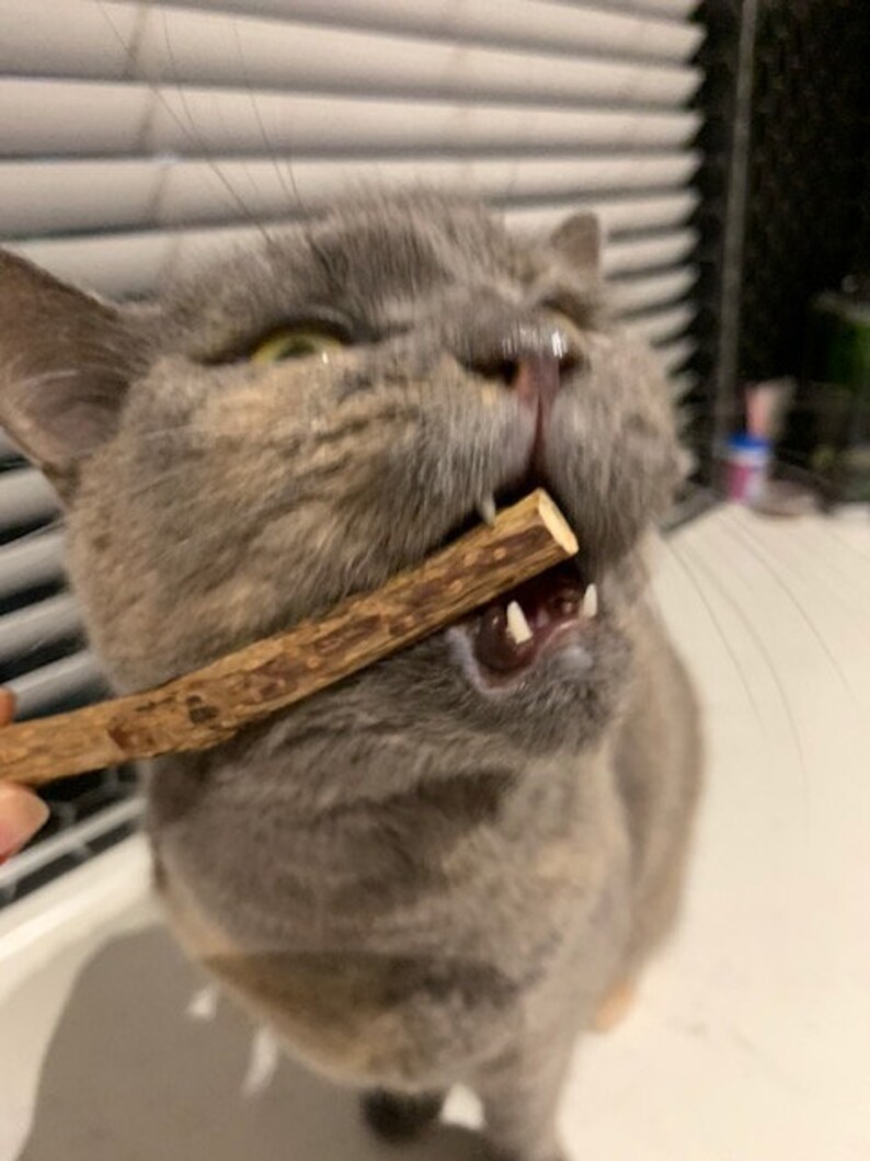 Matatabi Sticks Individual Stick - Etsy