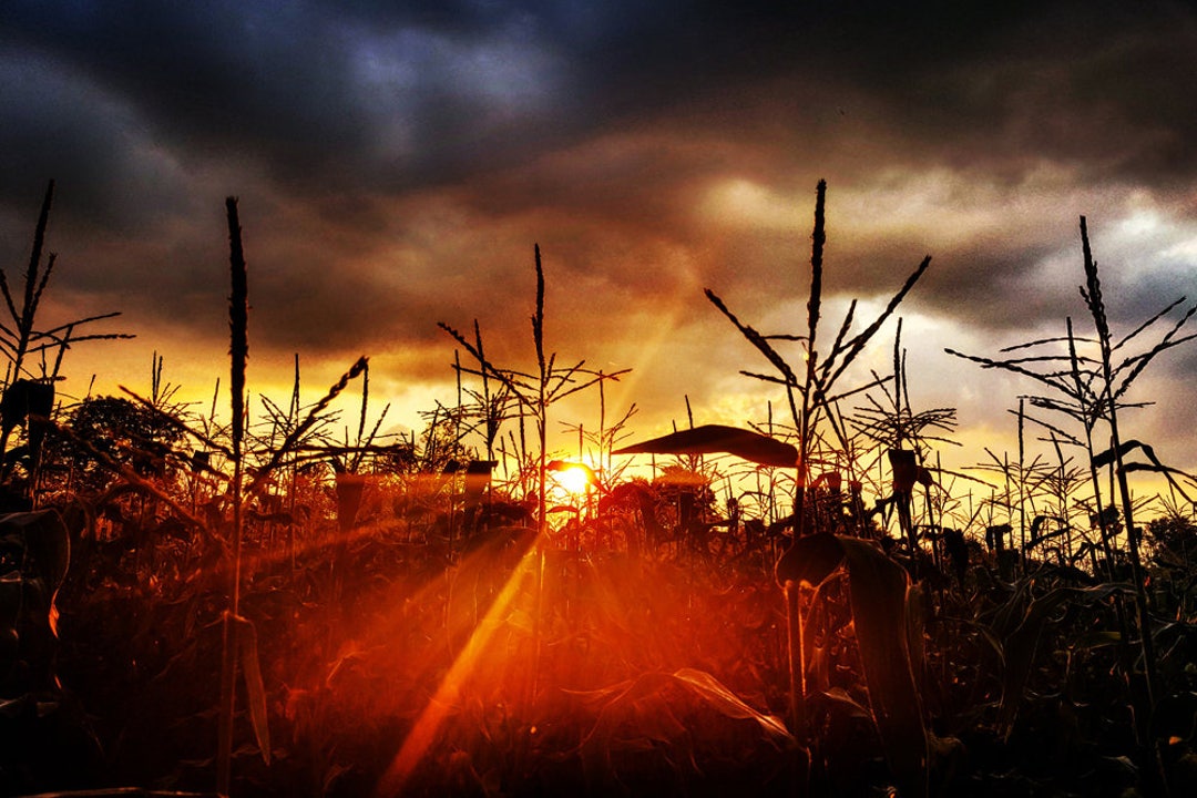 Sunset Over an Ohio Farm Cornfield Color Photo Print | Midwest, Autumn ...