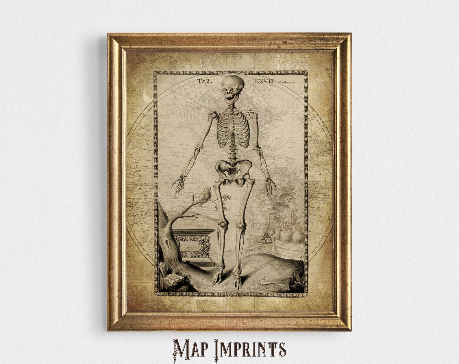 Skeleton Art, Anatomy Print, Medical Illustration, Antique Drawing ...