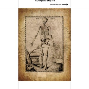 Skeleton Art, Anatomy Print, Medical Illustration, Antique Drawing ...