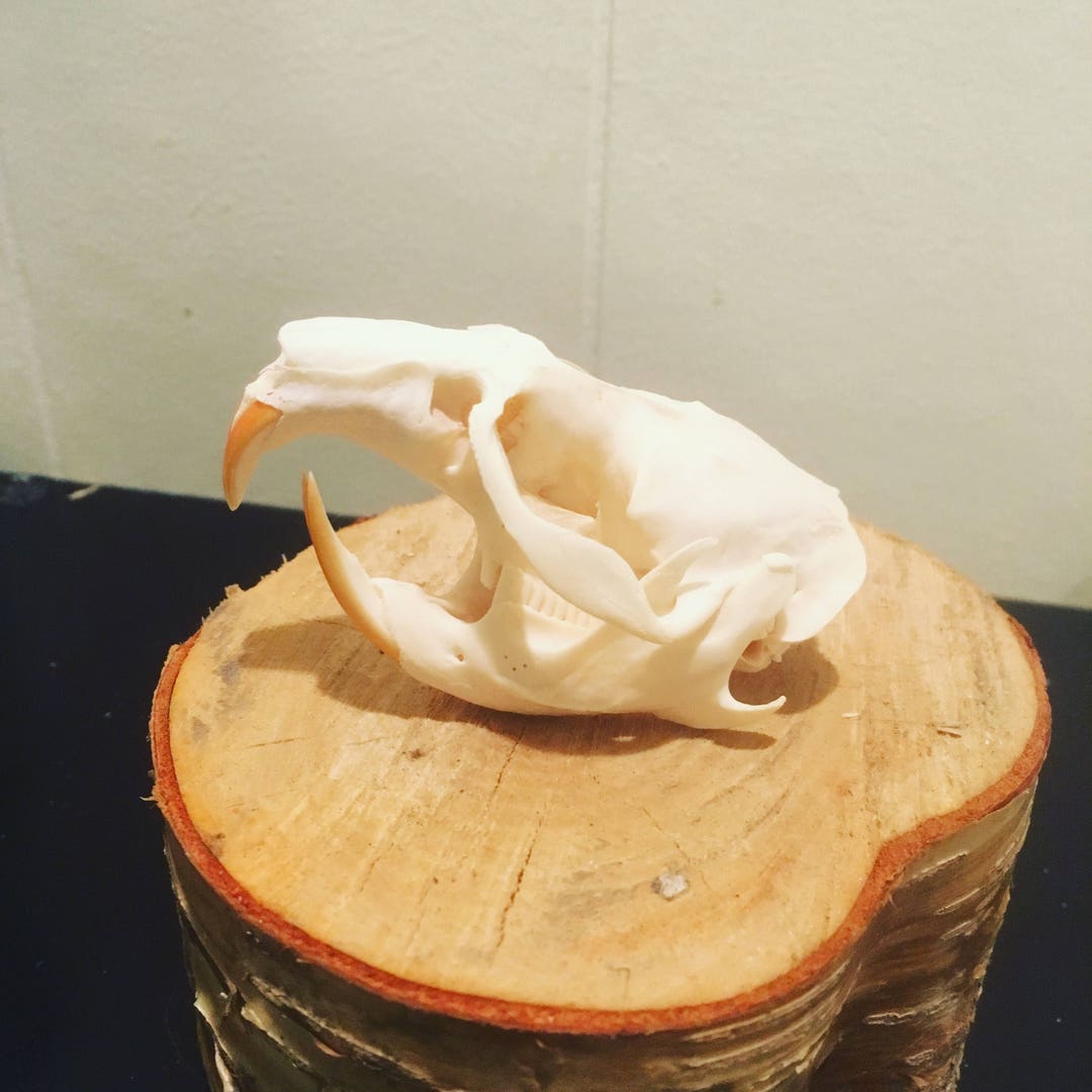 Muskrat Skull - Etsy