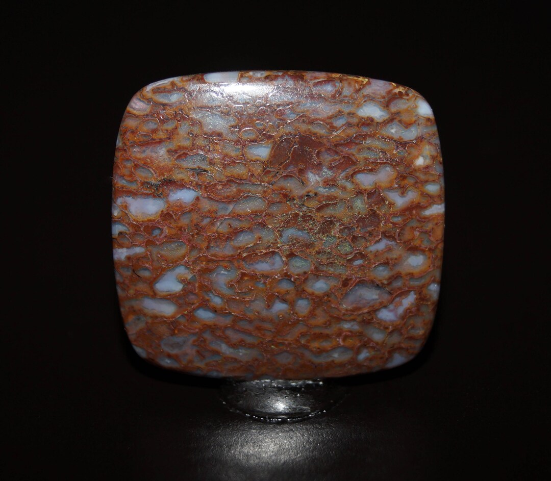 Dinosaur Bone Cabochon Agatized Dinosaur Bone Cabochon, AAA Quality ...