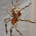 Steampunk Beaded Gold Dimpled Spider - Etsy